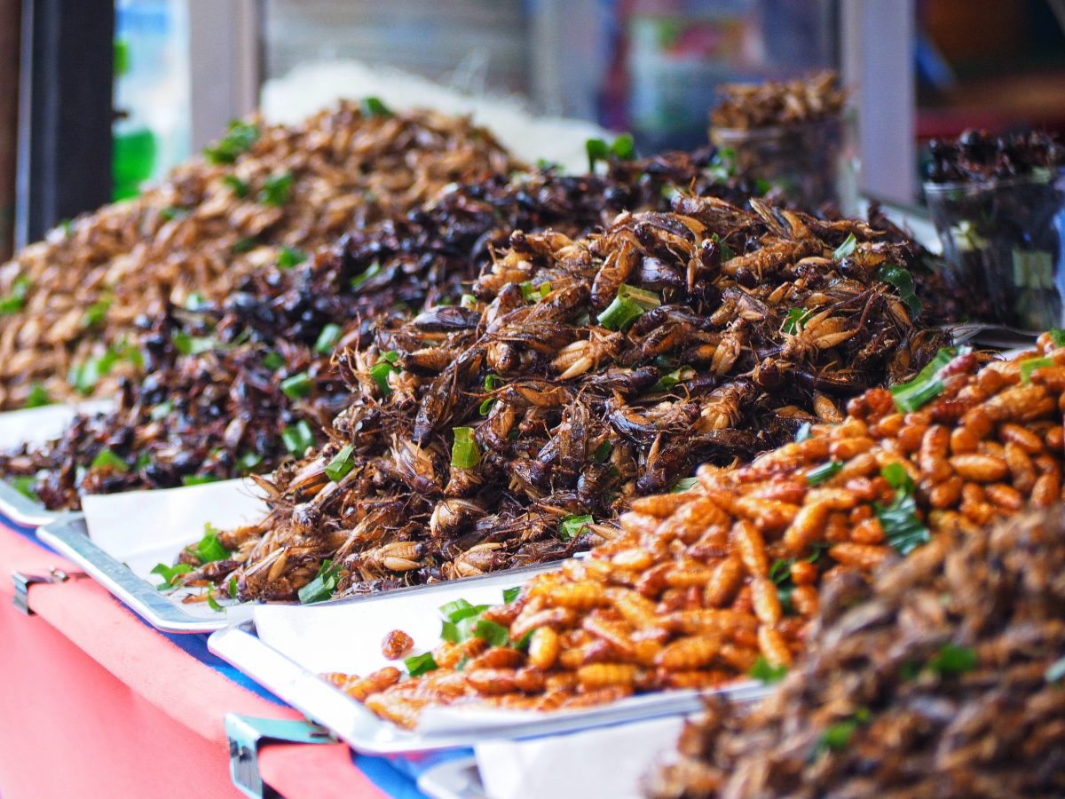 Insects as Sustainable Protein: Pioneering a Nutritious and ...